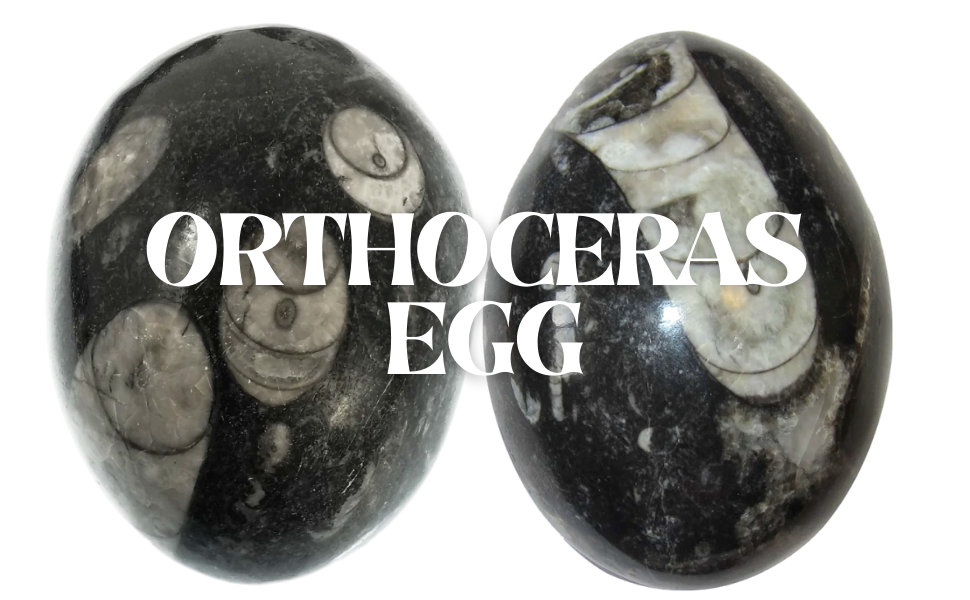 Orthoceras Egg — Karmas Gems