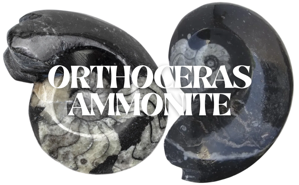 Orthoceras Ammonite — Karmas Gems